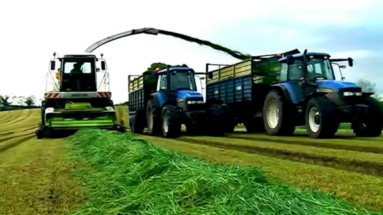 It's In The Blood – GRASSMEN